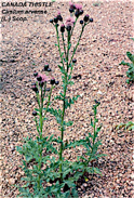 Noxious Weed Info